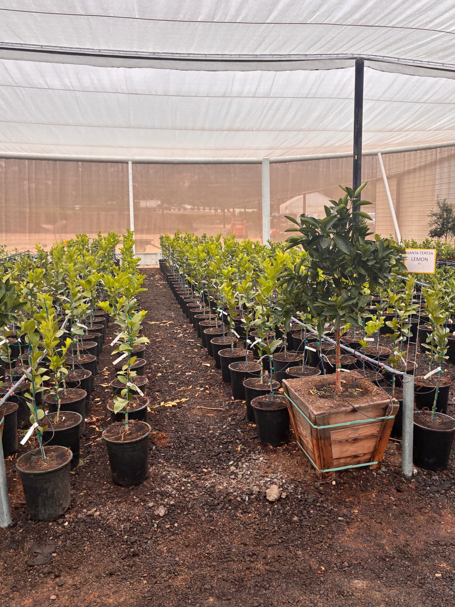 Lemon Tree 15 Gallon – Root Lab Growers