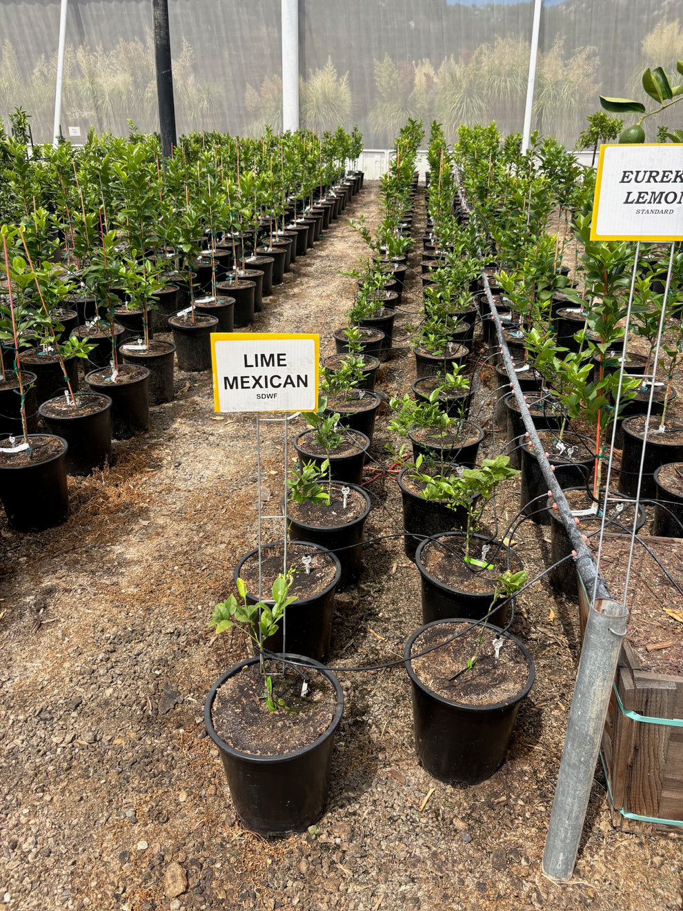 Lime Tree 7 Gallon – Root Lab Growers