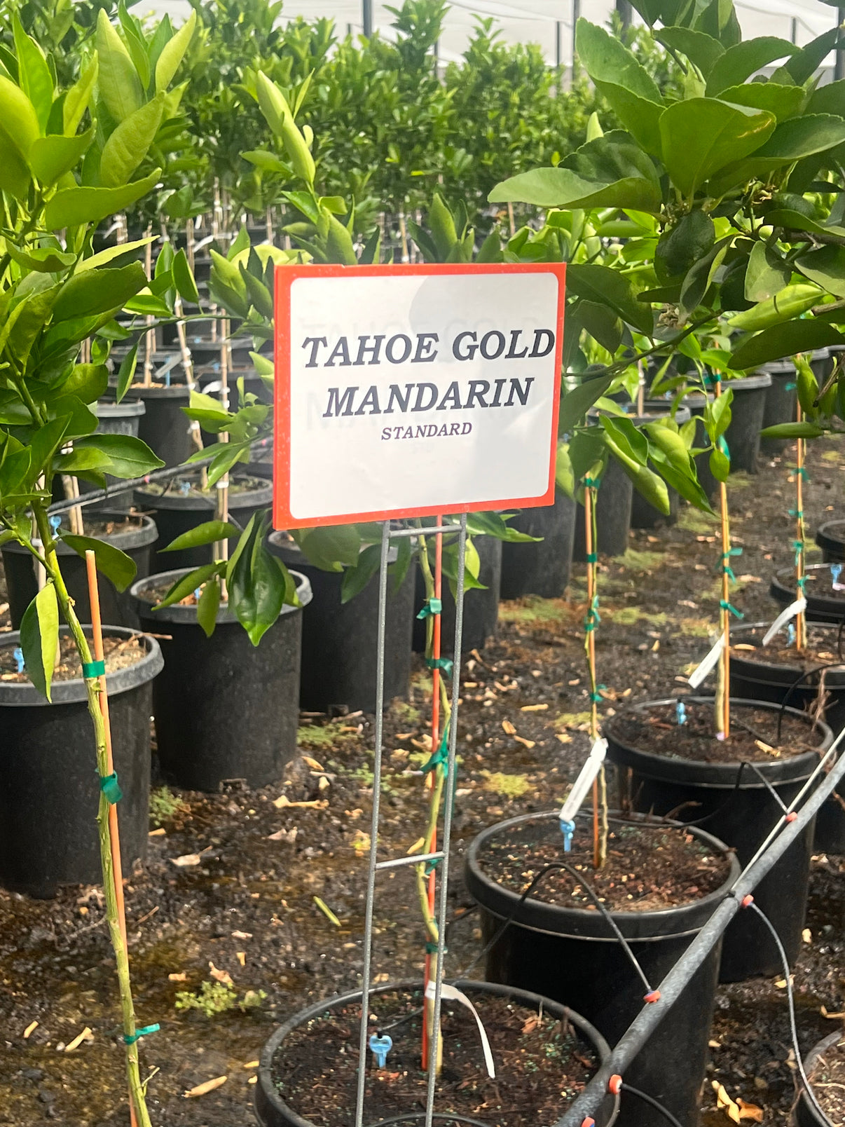 Mandarin Tree 15 Gallon – Root Lab Growers