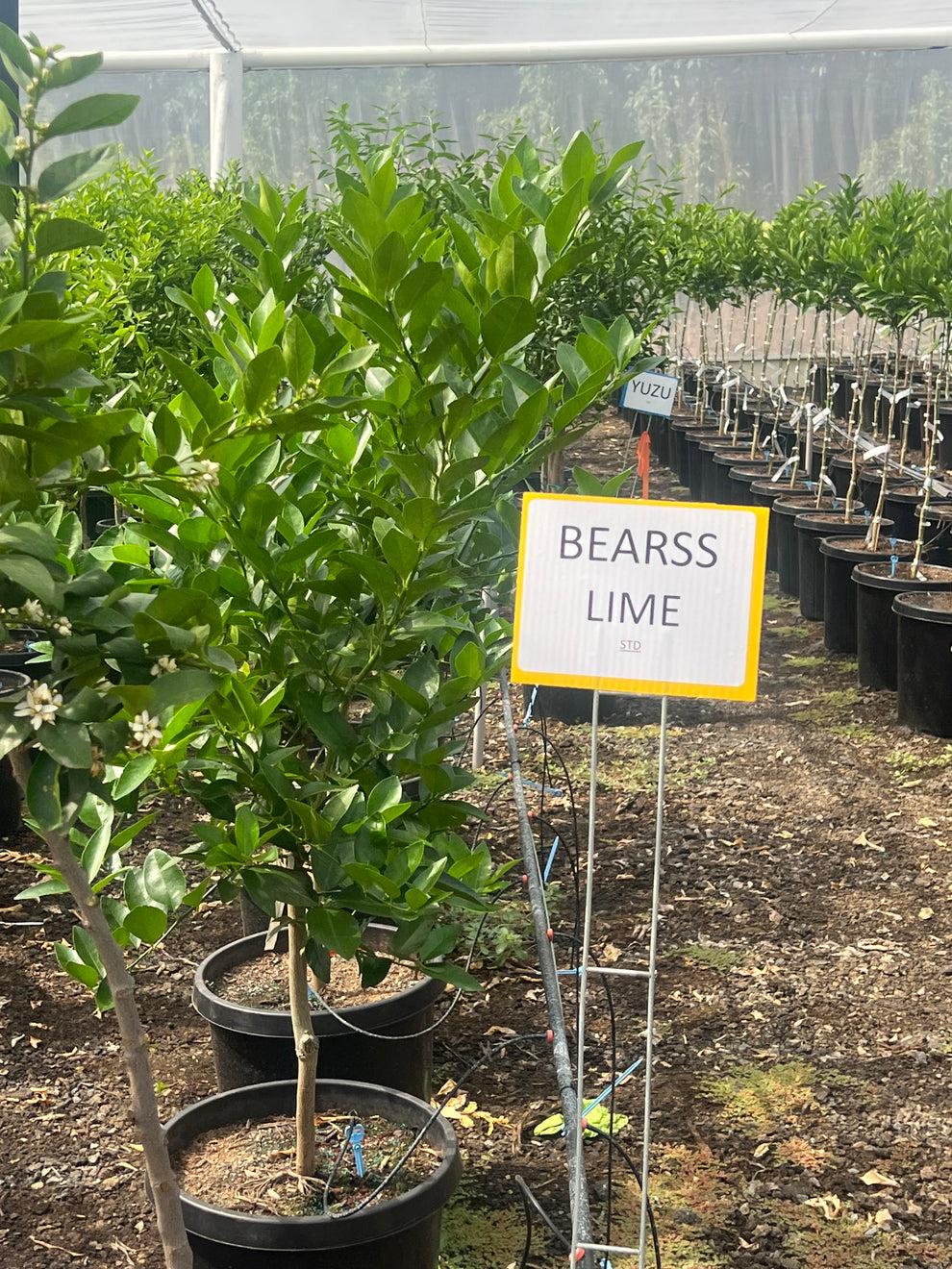 Lime Tree 15 Gallon – Root Lab Growers