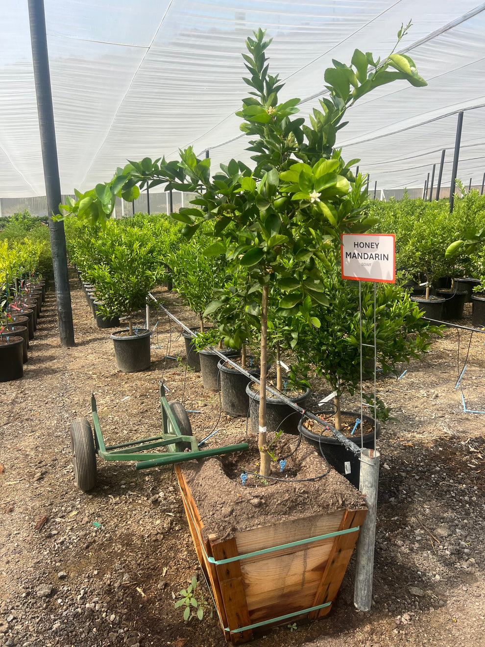 Mandarin Tree 24" Box – Root Lab Growers
