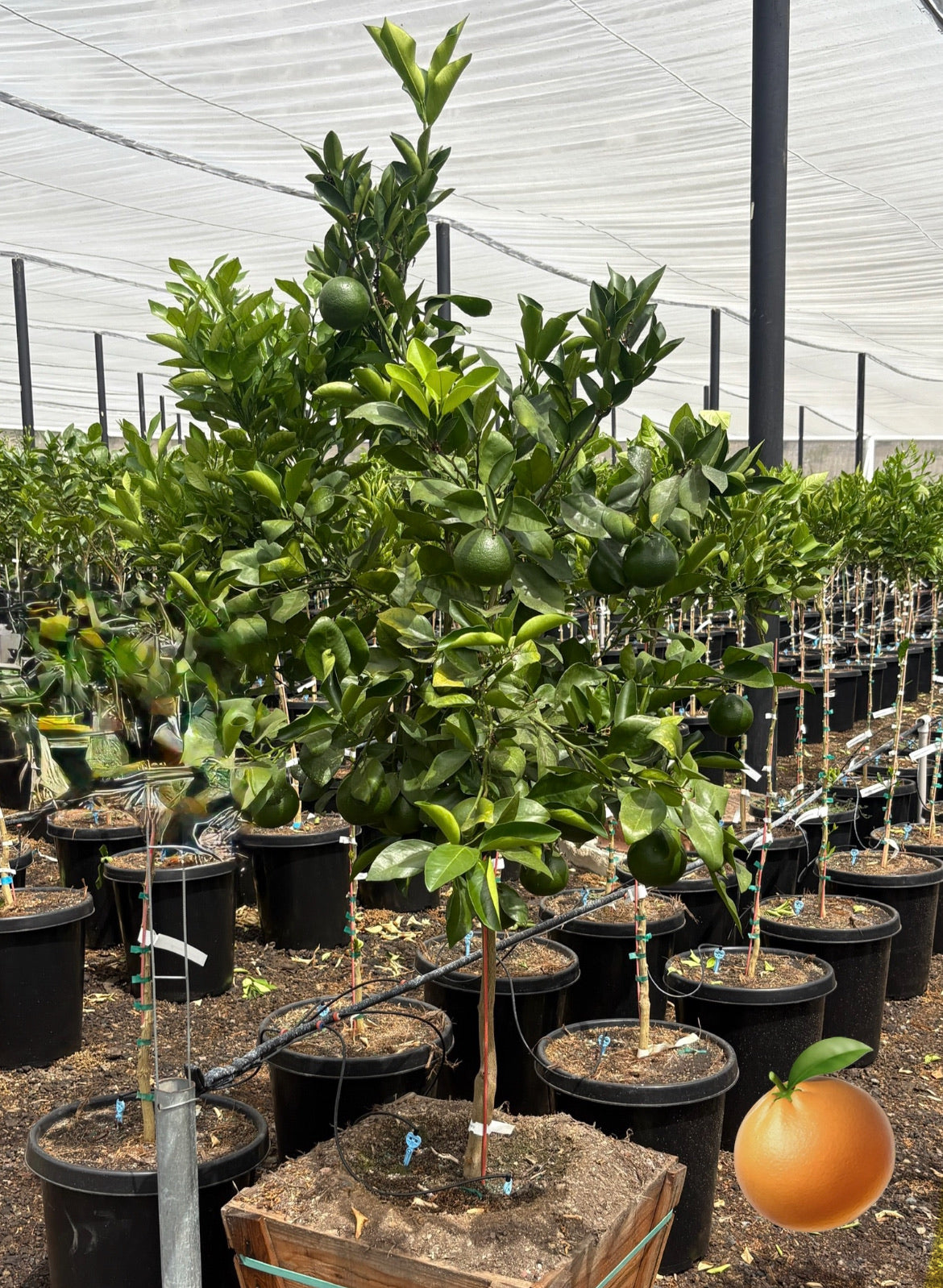 Navel Orange Tree 24" Box – Root Lab Growers