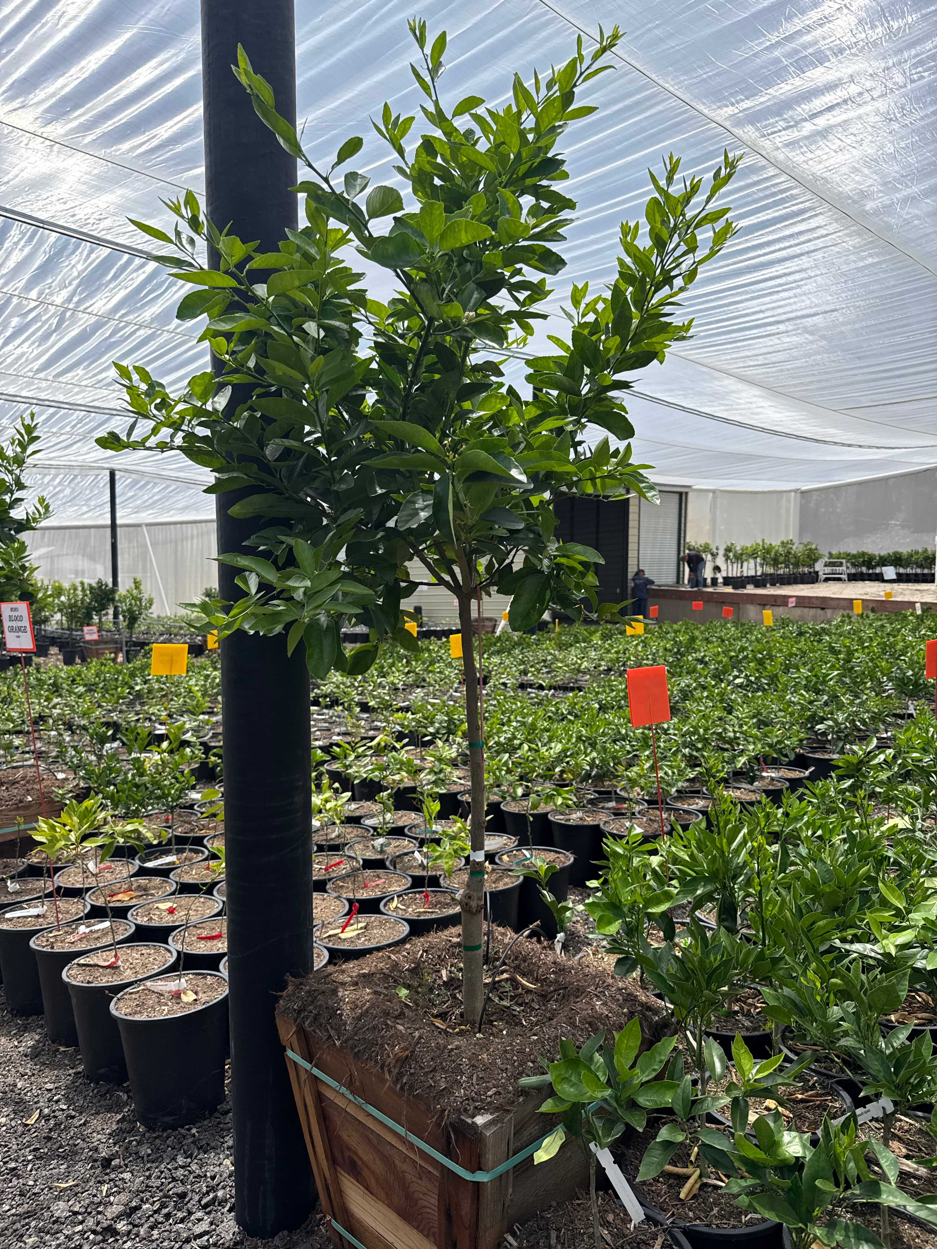 Lime Tree 24" Box – Root Lab Growers