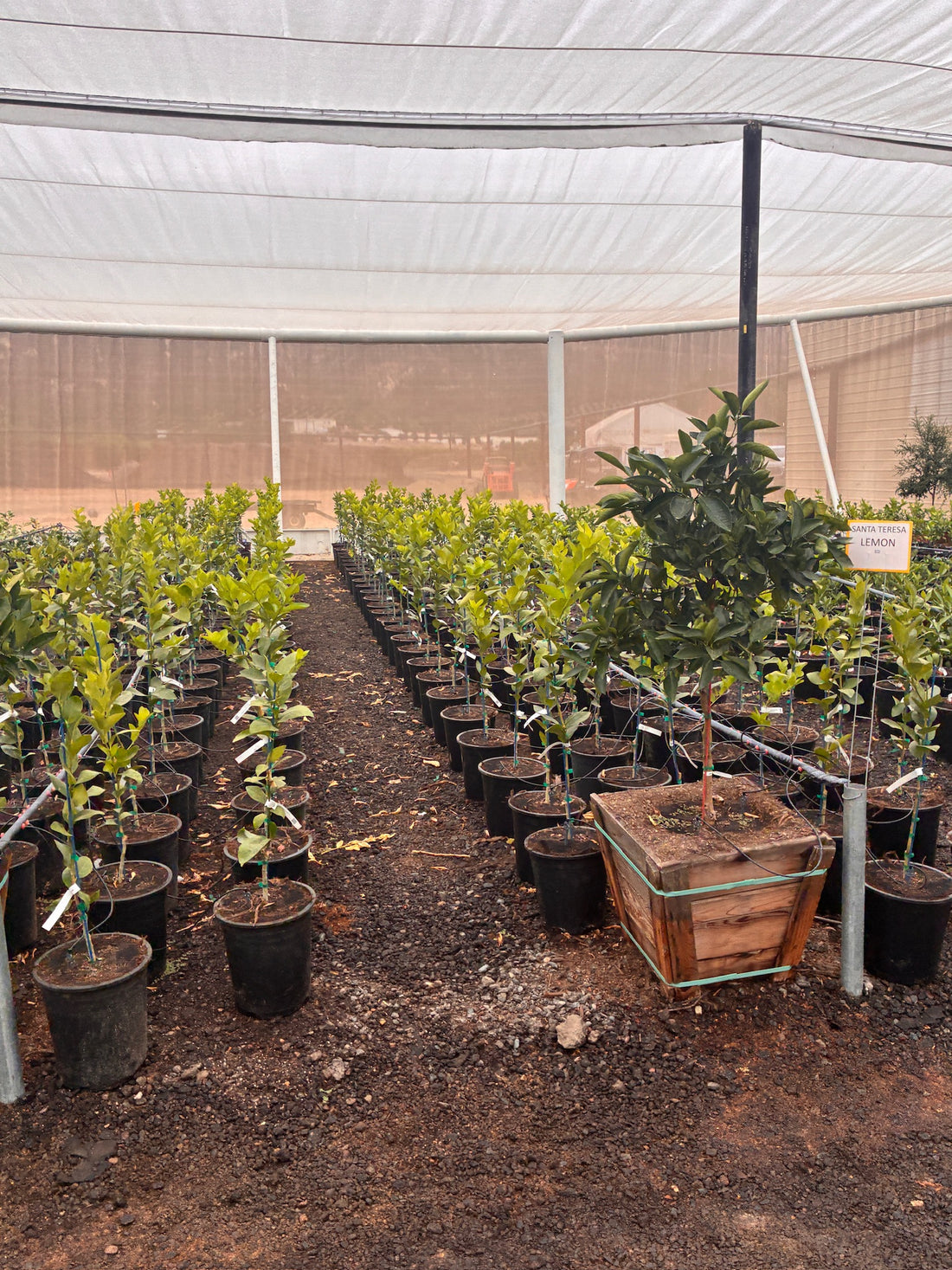 Lemon Tree 15 Gallon – Root Lab Growers